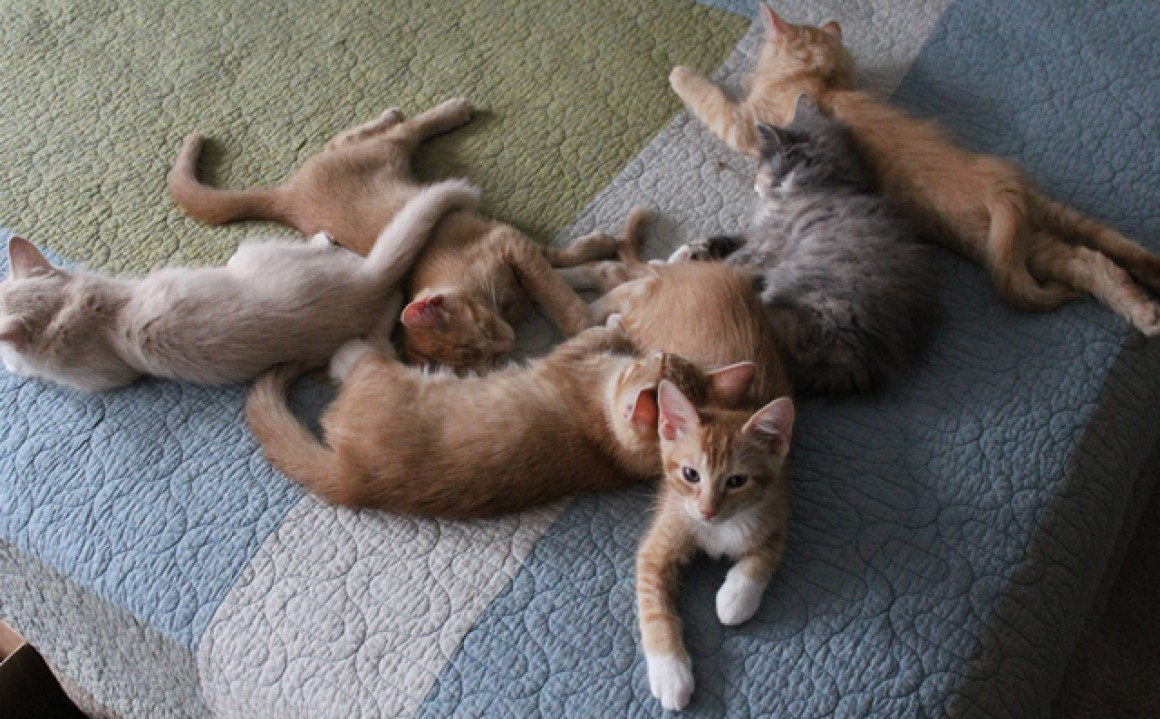 Seven Kittens show us what an ideal world can look like – Be as One