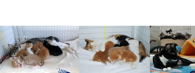 What’s it like to foster kittens? Here’s an interview foster dad John ...