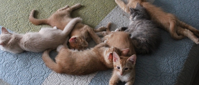 Father Steven LaBaire – Be as One